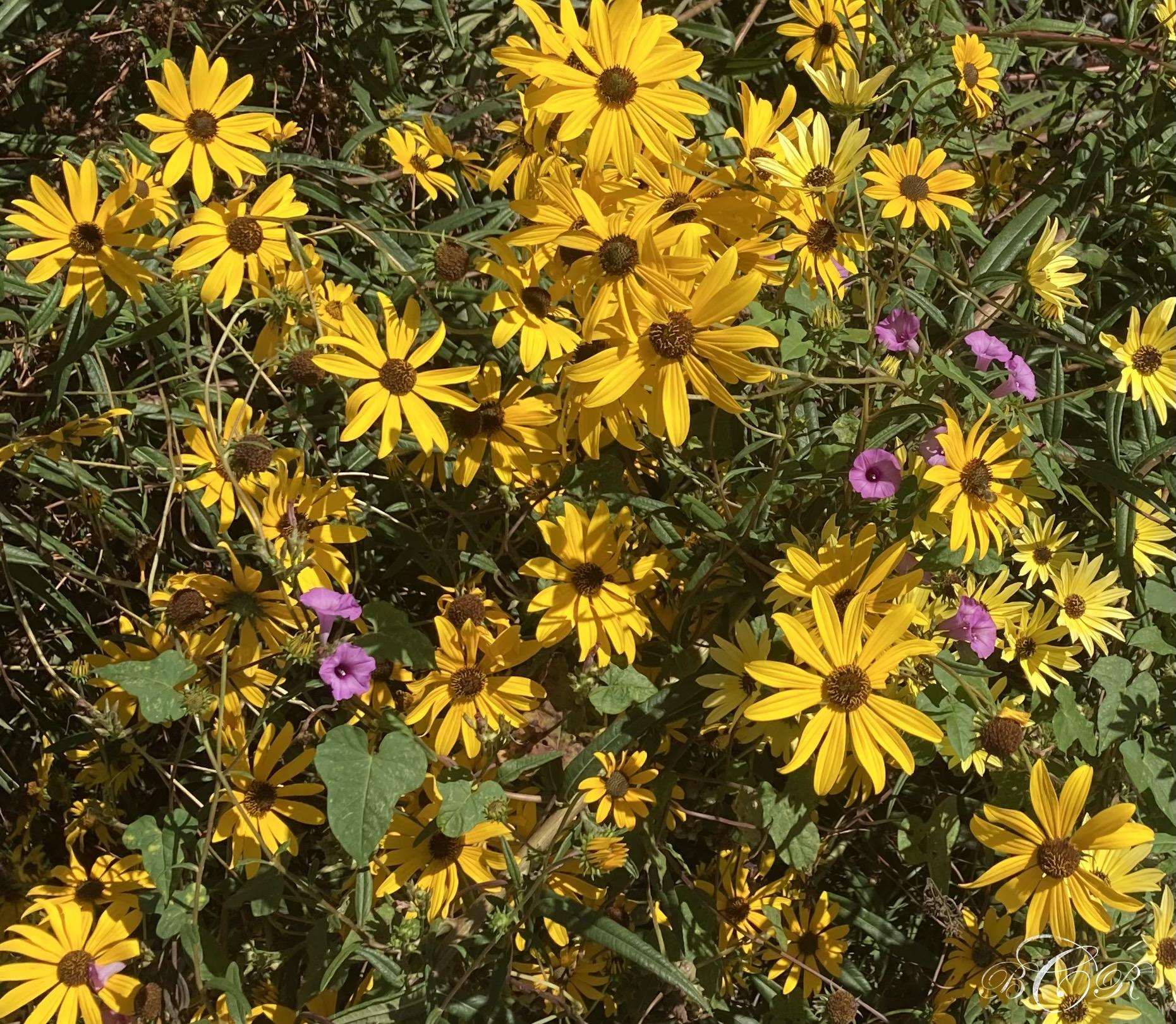 Observing vs. Overlooking the Obvious - Beth Rayann Corder | Galvanized ...